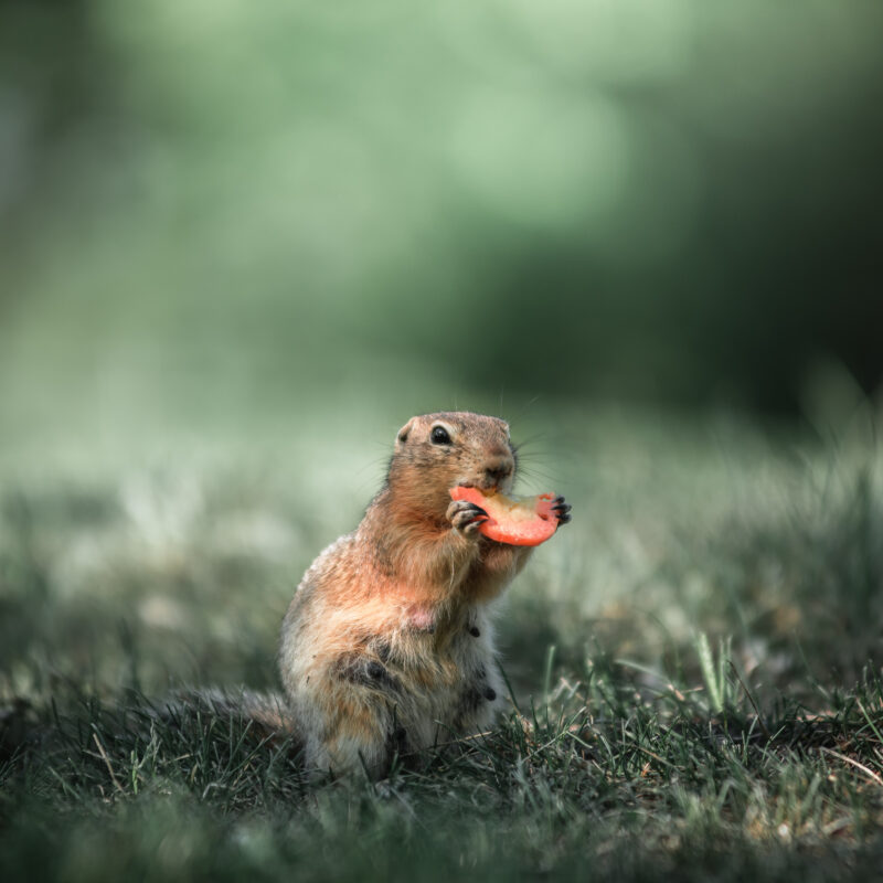 Pest Control Denver | Animal Removal Services | Exterminator