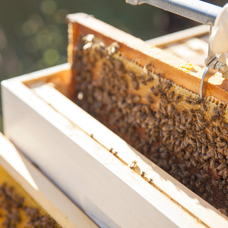 Honey Bee Removal Denver | Bee Removal Services | Relocation