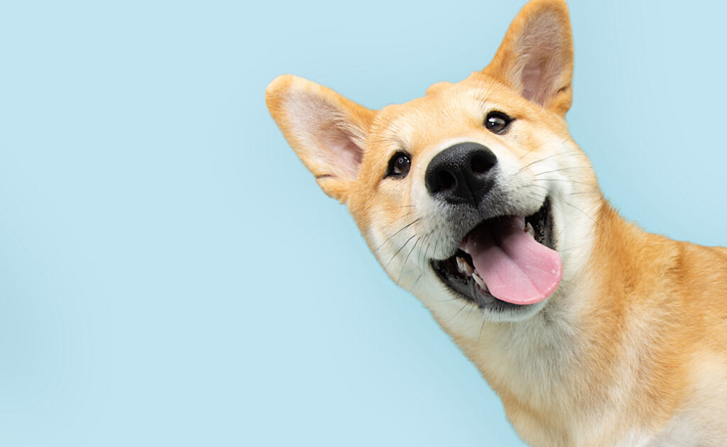 Dogs That Catch Mice | Dogs That Hunt Mice | Denver Mousers