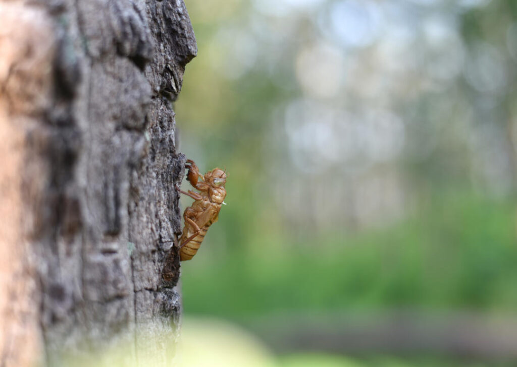 Cicadas in Colorado: What You Need to Know