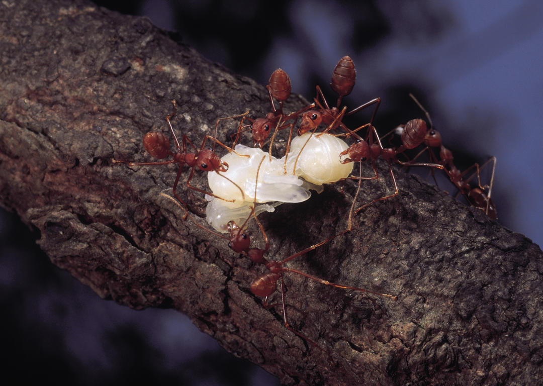 How to Safely Remove Fire Ants from Your Colorado Property