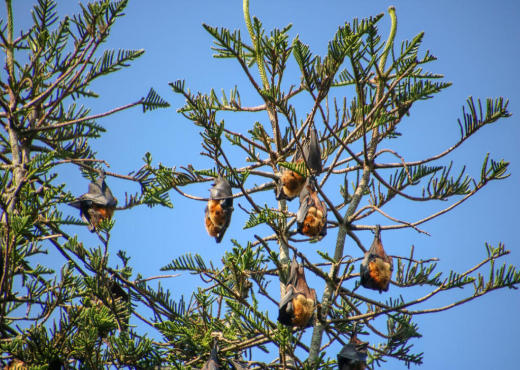 Early Signs of Bat Infestations and What to Do About Them